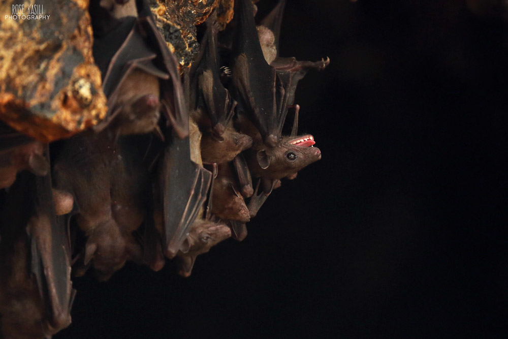 Bali Bat Cave - Pura Goa Lawah