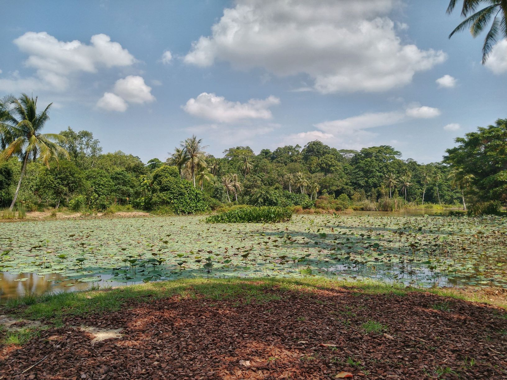 Pulau Ubin National Park and Chek Jawa - Singapore's Secret Island